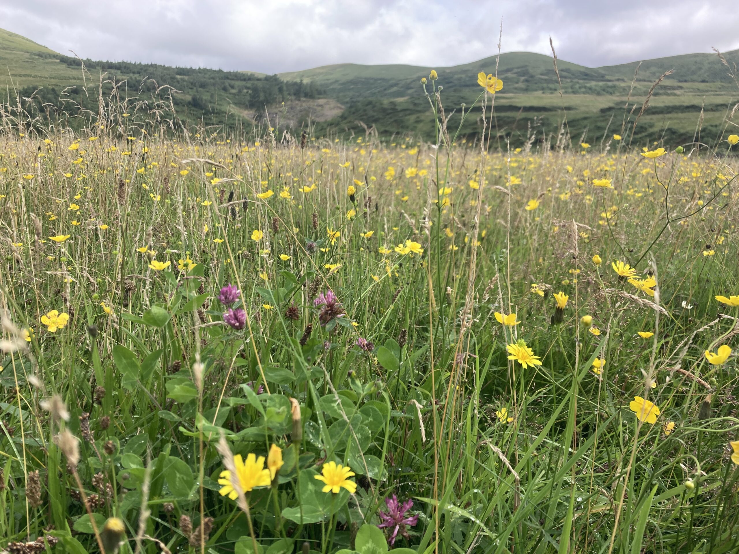 Pollinators Along the Tweed - Destination Tweed : Destination Tweed