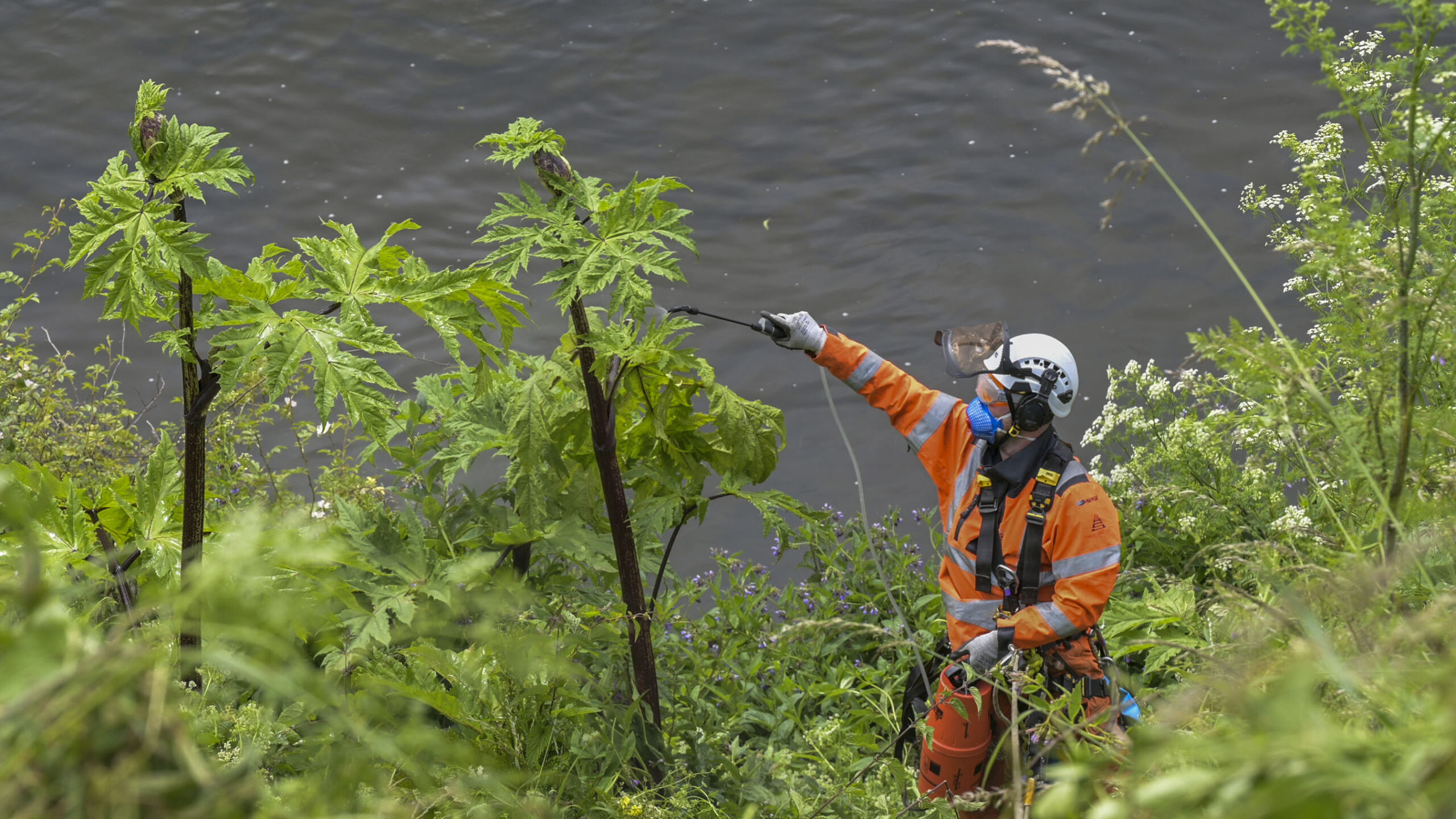 Specialist abseiling plant control team enlisted to help control giant ...